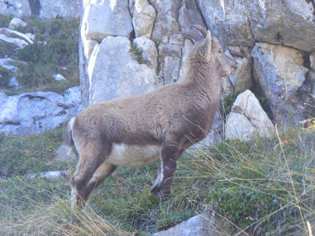 Gestion forestière et populations de dahu | Sylvamap